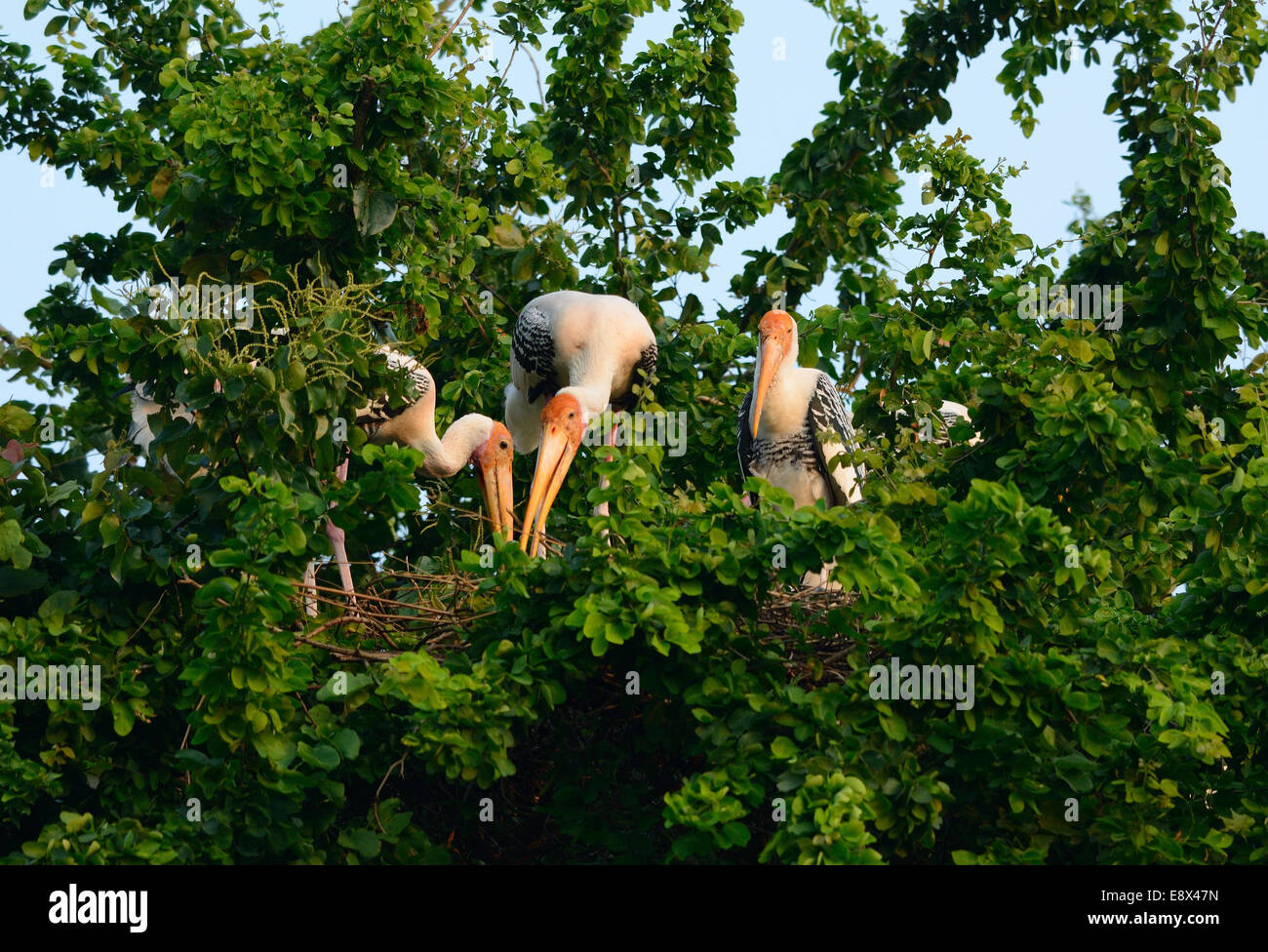breeding colony of Painted Stork (Mycteria leucocephala) in Thai forest ...