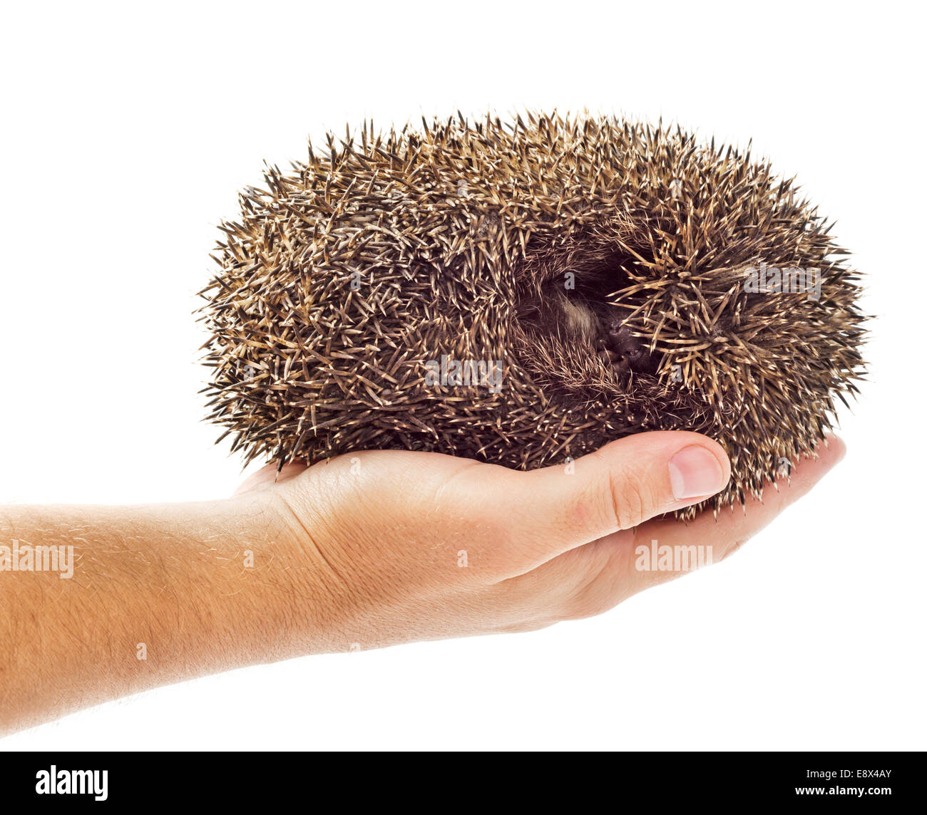 Holding hedgehog rolled in a ball isolated on white background Stock ...