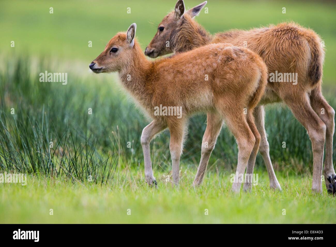 Young Pere David deer at Margam Park Stock Photo - Alamy