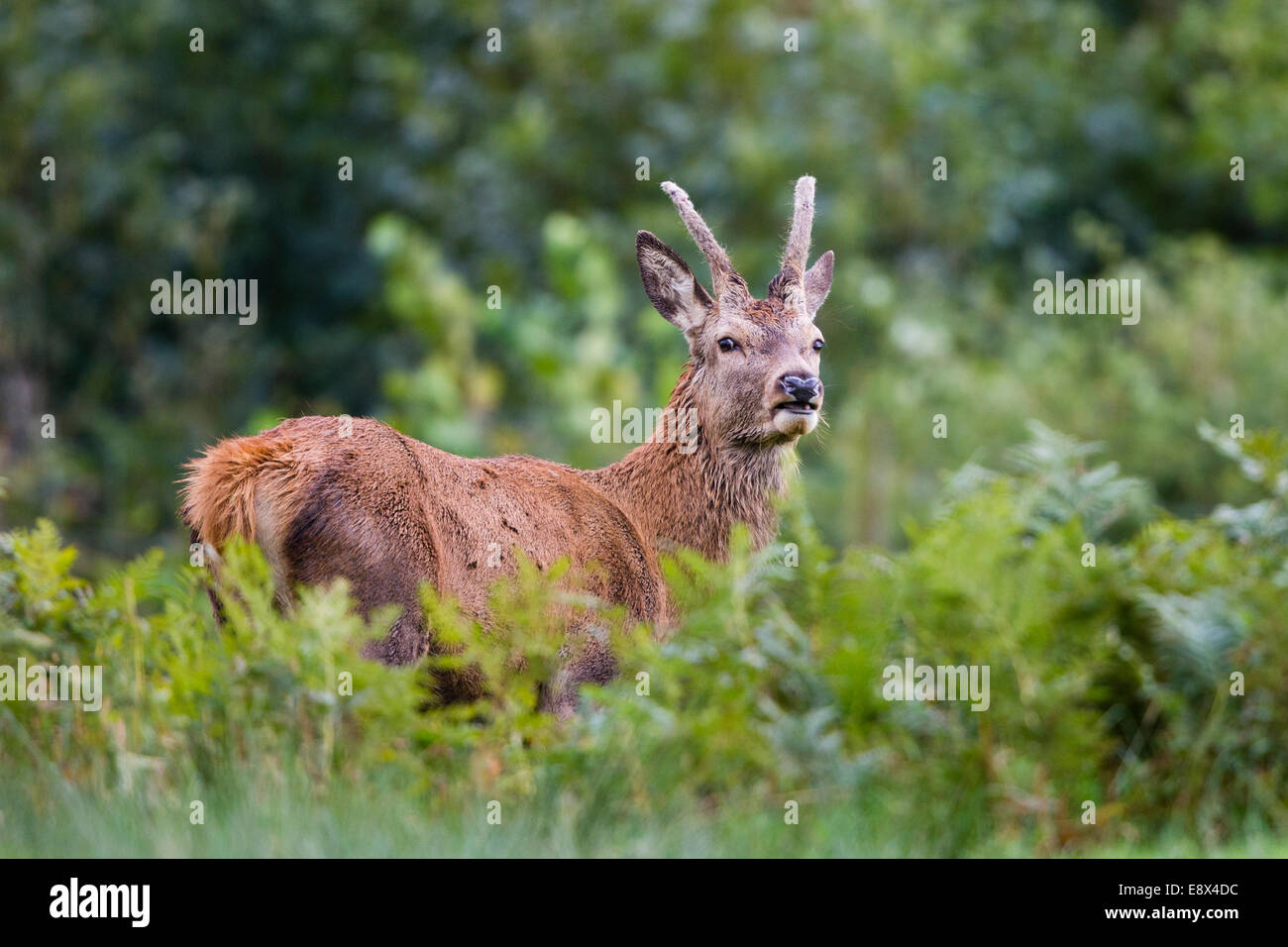 Juvenile red deer stag just before the rut in Margam Park Stock Photo ...