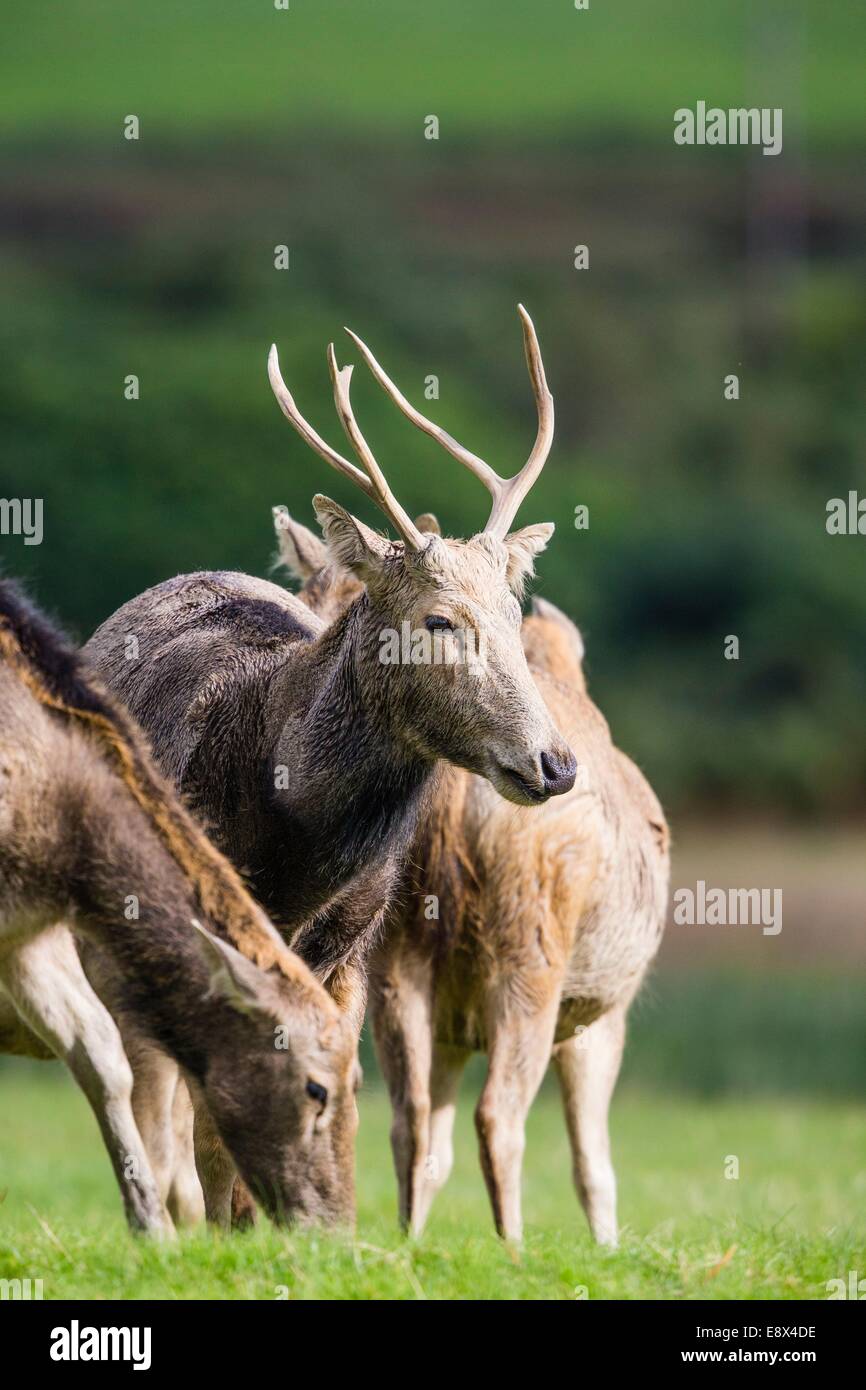 Pere David Deer at Margam Park, South Wales Stock Photo - Alamy
