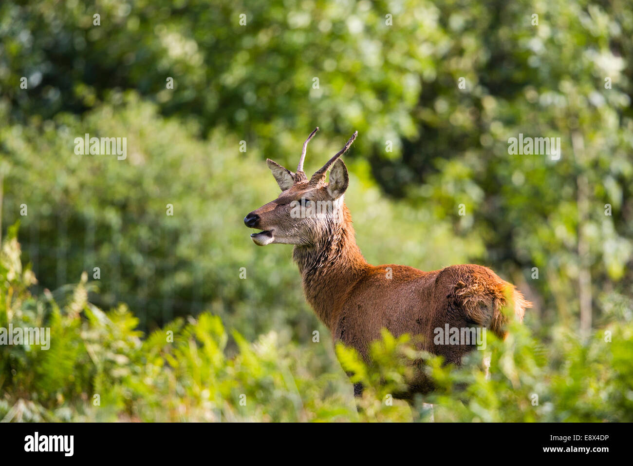Juvenile Red Deer Stag High Resolution Stock Photography and Images - Alamy