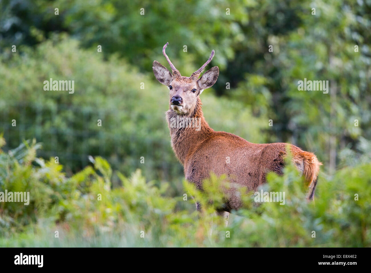 Juvenile red deer stag just before the rut in Margam Park Stock Photo ...