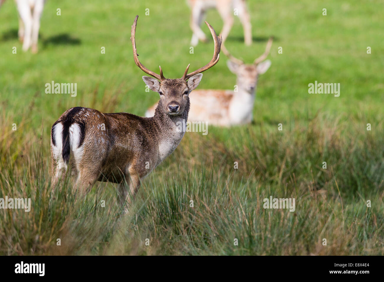 Deer margam park hi-res stock photography and images - Alamy