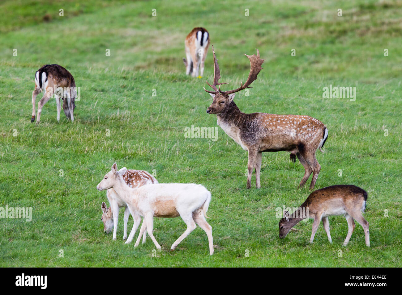 Fallow deer buck and does at Margam Park, South Wales Stock Photo - Alamy