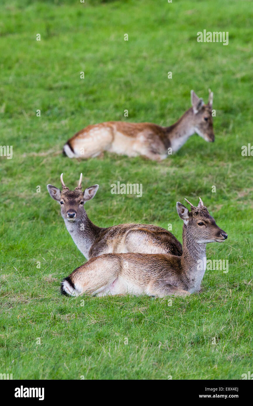 A group of fallow deer at Margam Park Stock Photo - Alamy