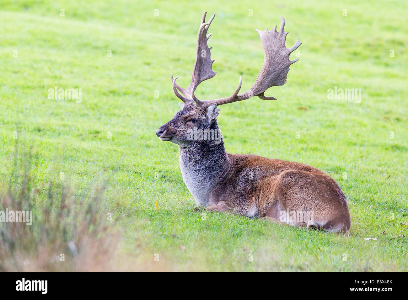 Fallow deer buck just before the rut starts, Margam Park Stock Photo ...