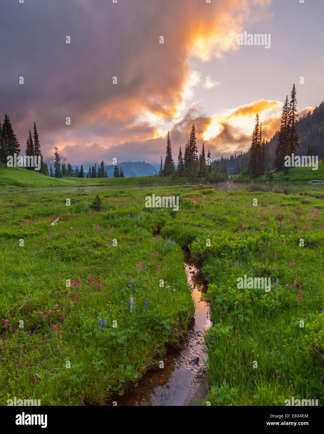 Mount Rainier National Park, WA: Small stream reflects the color of ...