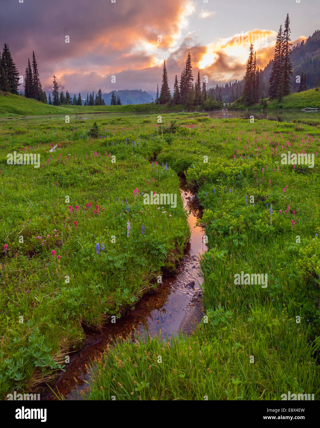 Blooms reflects hi-res stock photography and images - Alamy