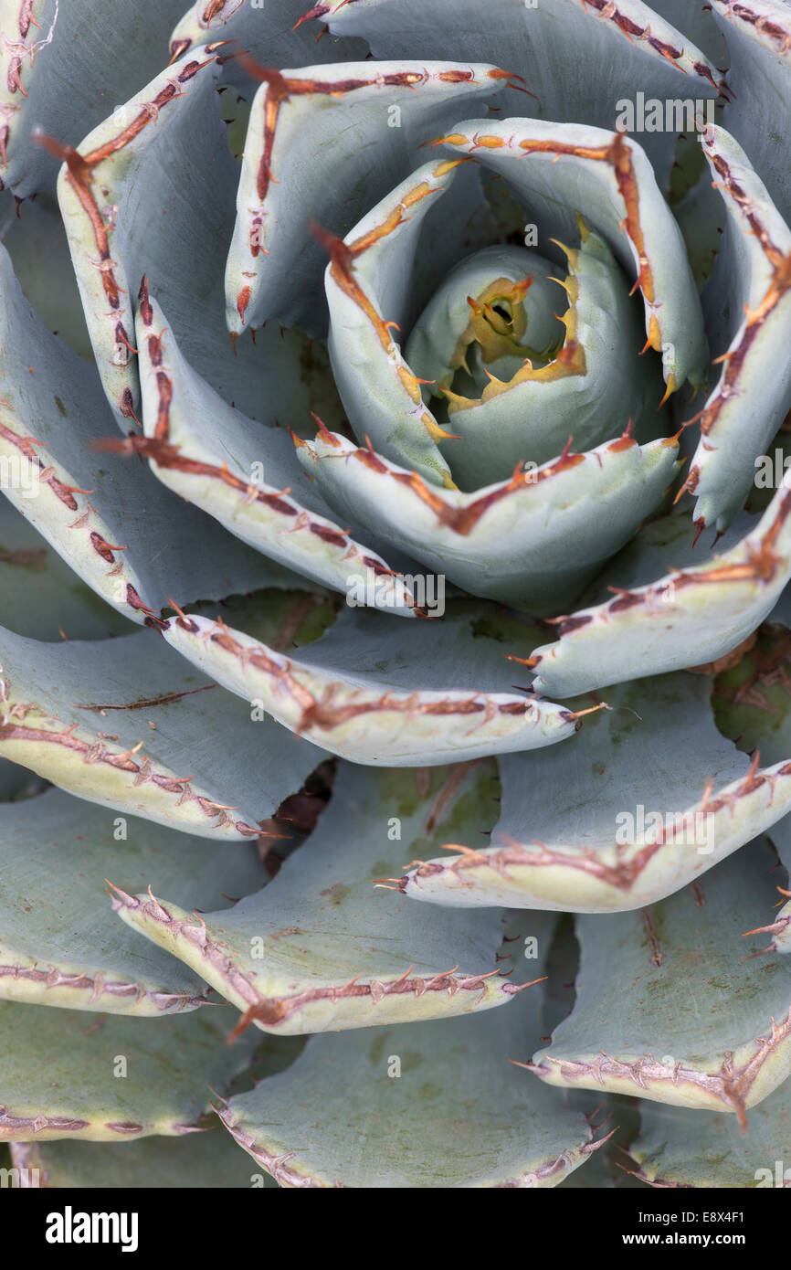 Agave potatorum plant Stock Photo - Alamy