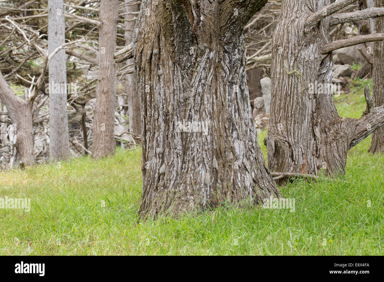Monterey Cypress trees, Cupressus macrocarpa, Point Lobos, Monterey ...