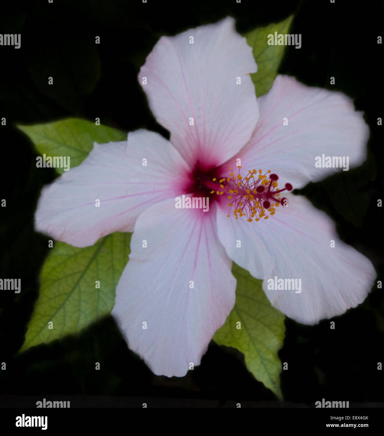 Hibiscus up close hi-res stock photography and images - Alamy