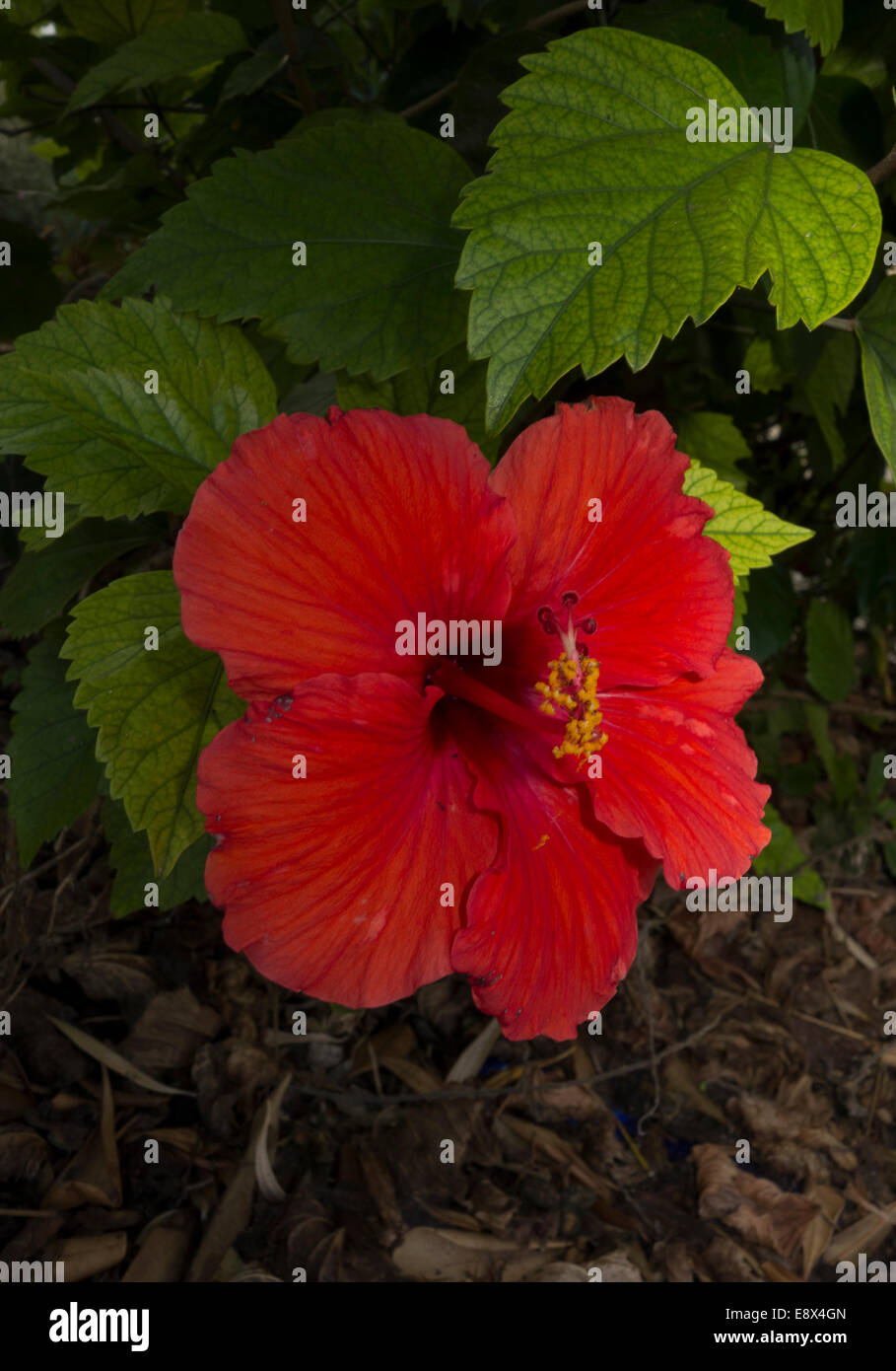 Red hibiscus flower leaves hi-res stock photography and images - Alamy
