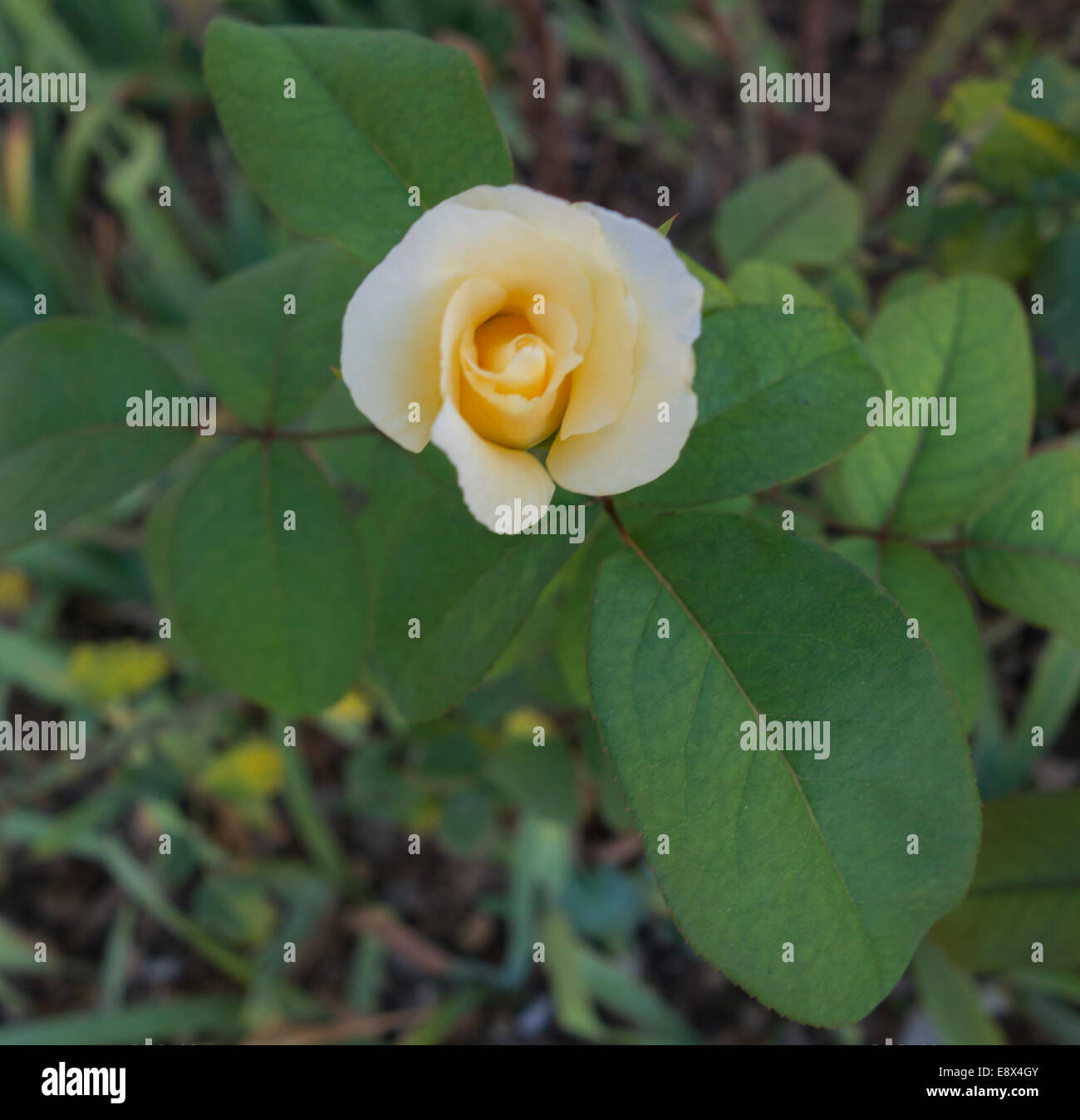 Rose rosa sp hi-res stock photography and images - Alamy