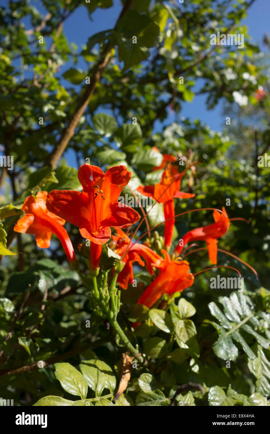 Cape honeysuckle tecomaria capensis hi-res stock photography and images ...
