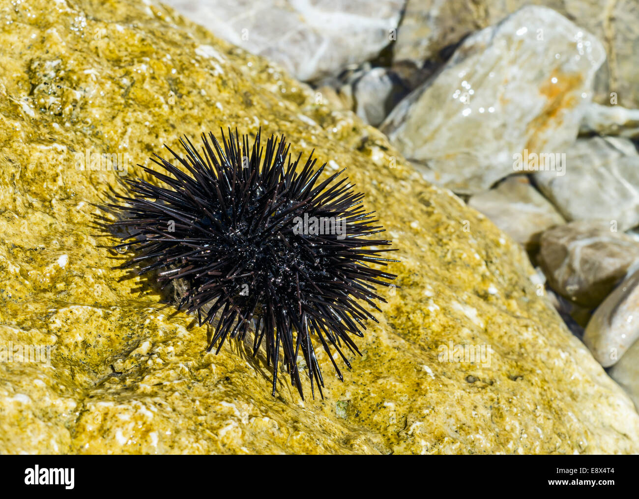 Black sea urchin hi-res stock photography and images - Alamy