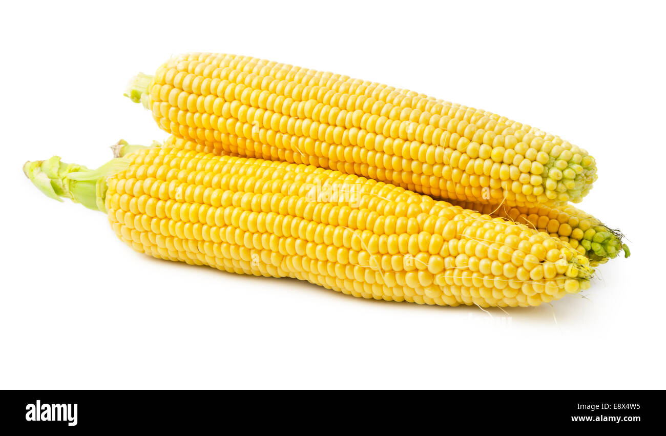 Heap of raw corns on the cob isolated on white background. Corn ears ...