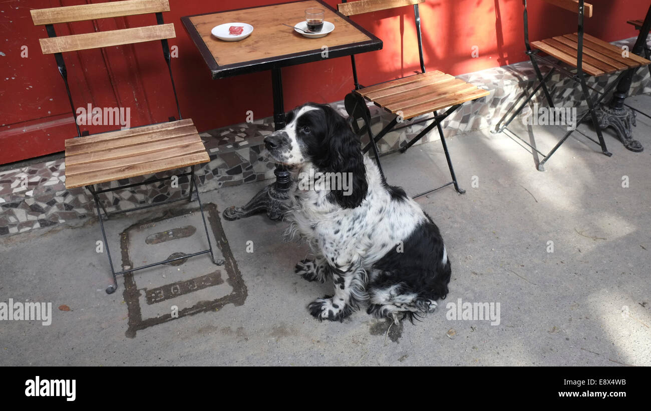 Paris cafe dog hi-res stock photography and images - Alamy