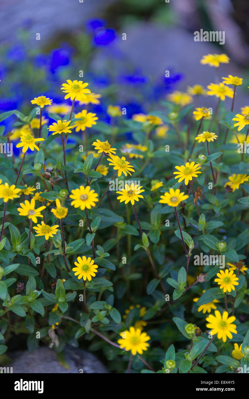 Blue and yellow flowers hi-res stock photography and images - Alamy