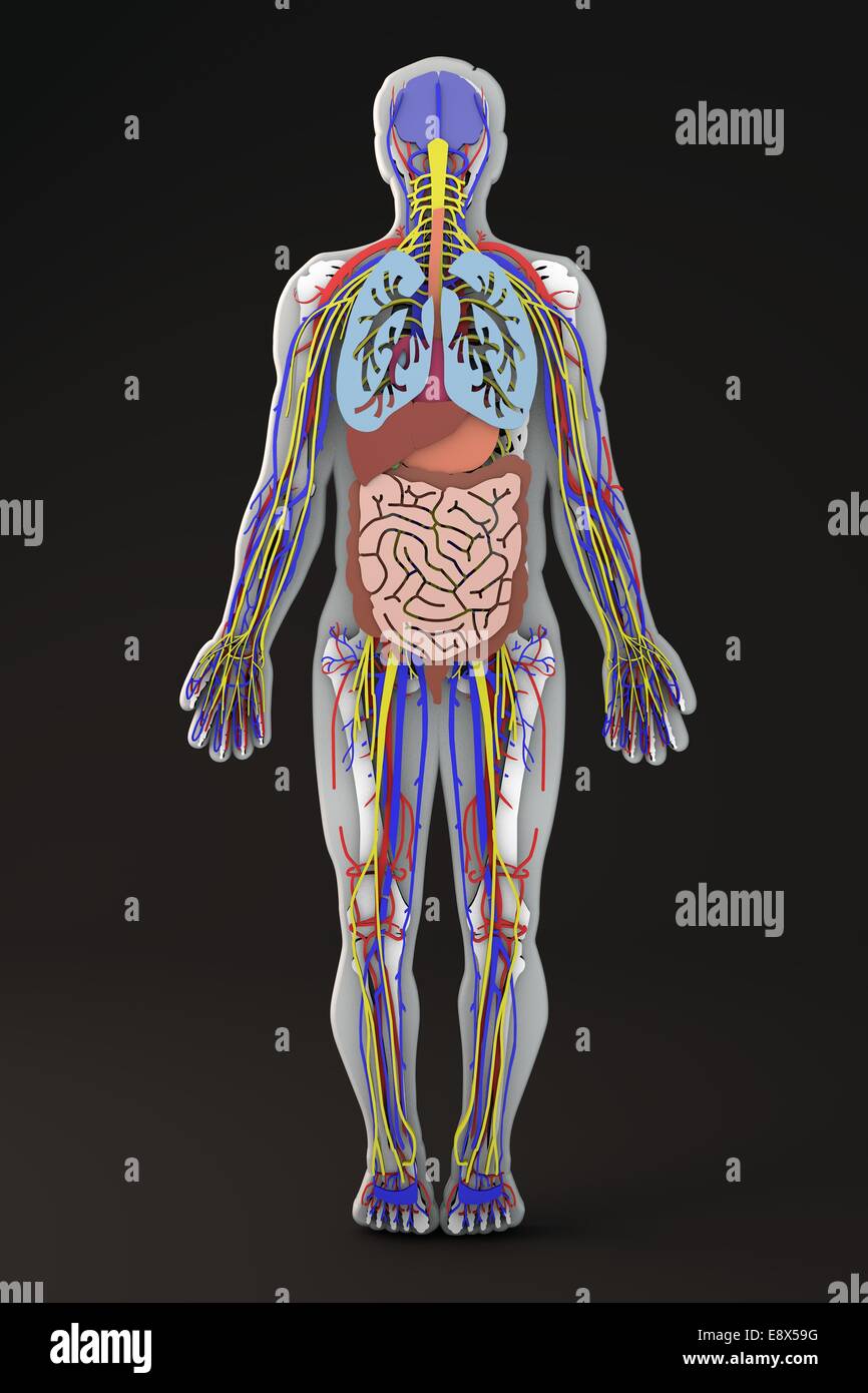 Section of the human body internal organs and apparatuses Stock Photo ...