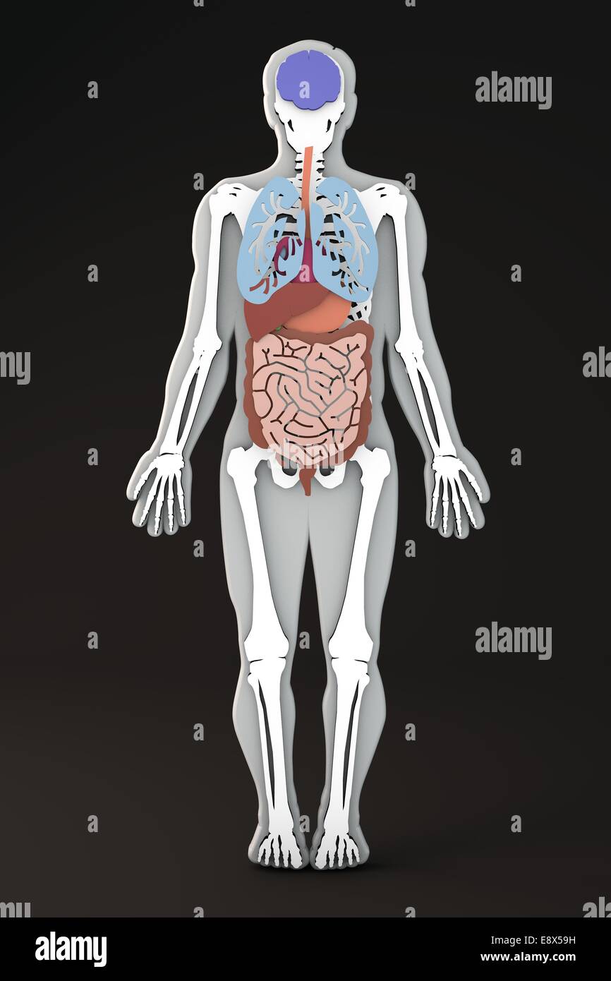 Section of the human body internal organs and apparatuses Stock Photo ...