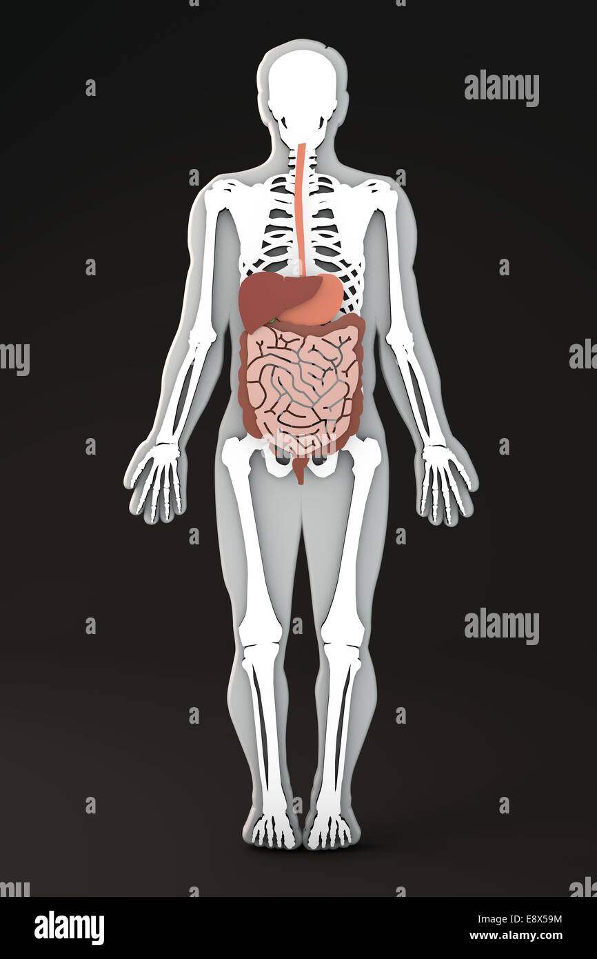 Human body internal organs brain heart hi-res stock photography and ...
