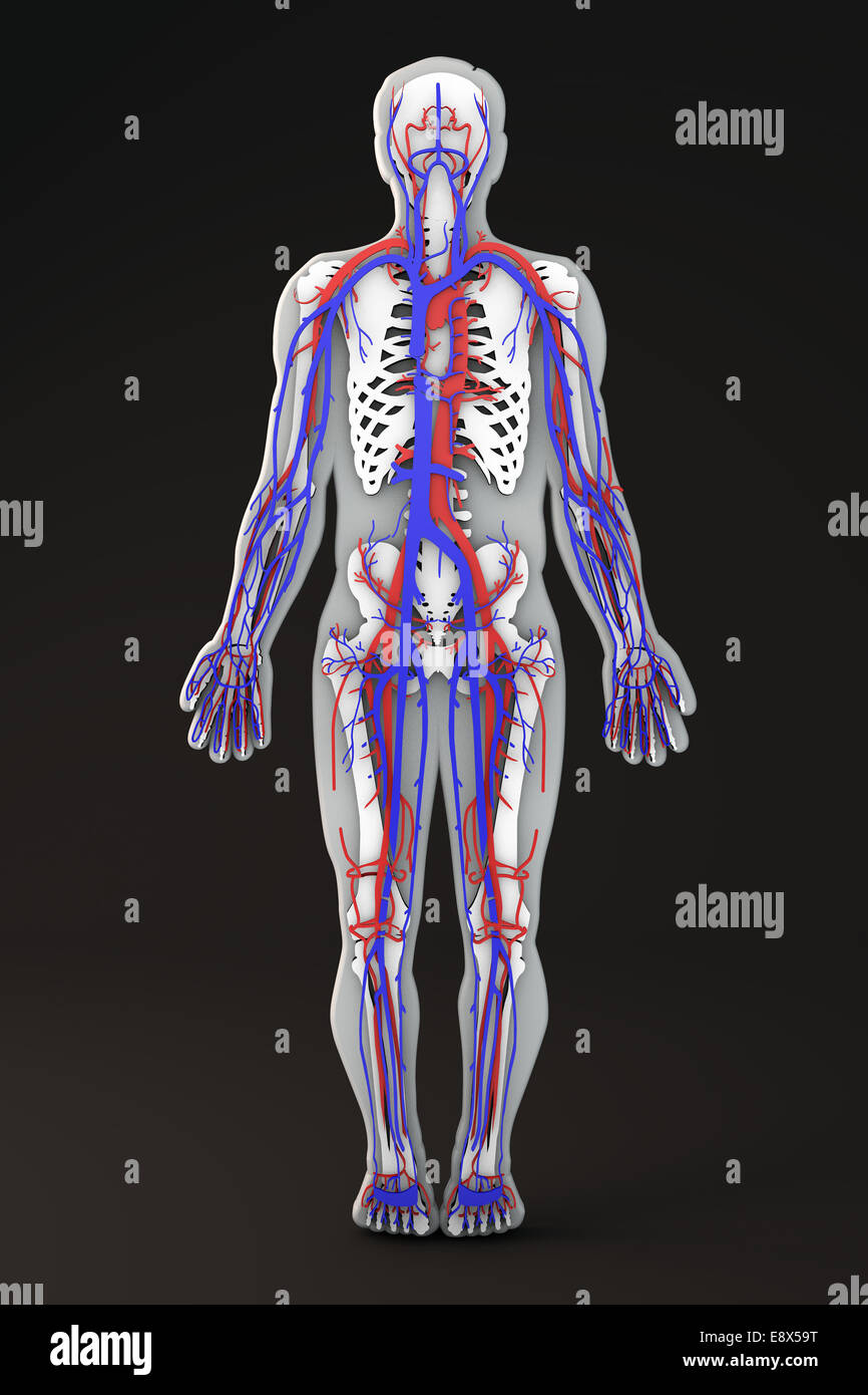 Section of the human body internal apparatuses, body shape section ...