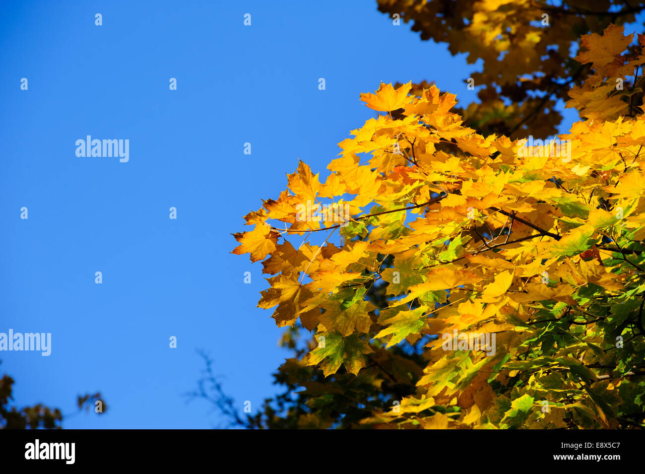 yellow maple leaves Stock Photo - Alamy
