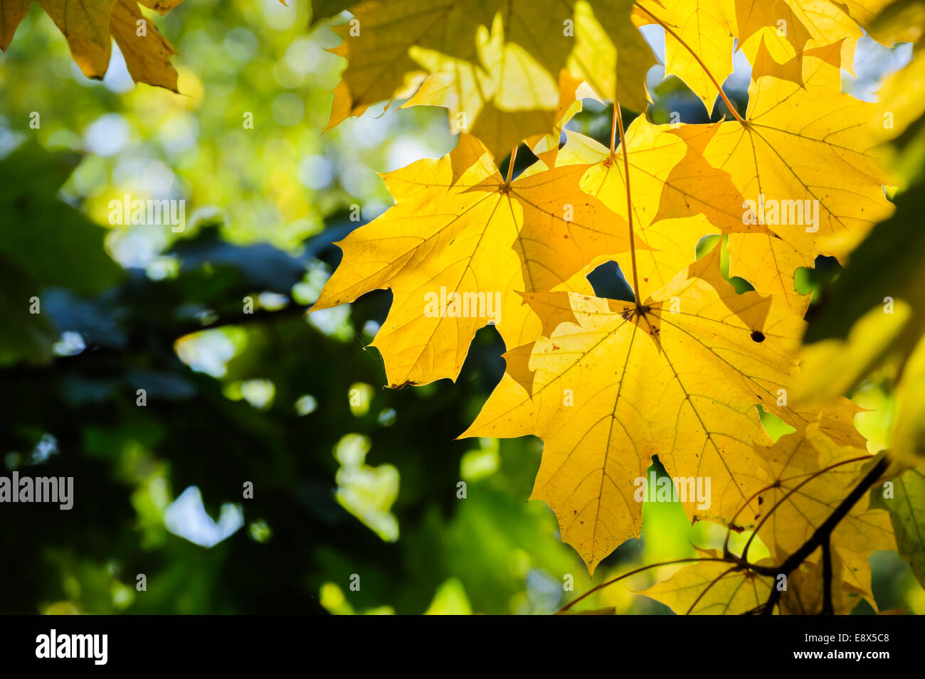 yellow maple leaves Stock Photo - Alamy