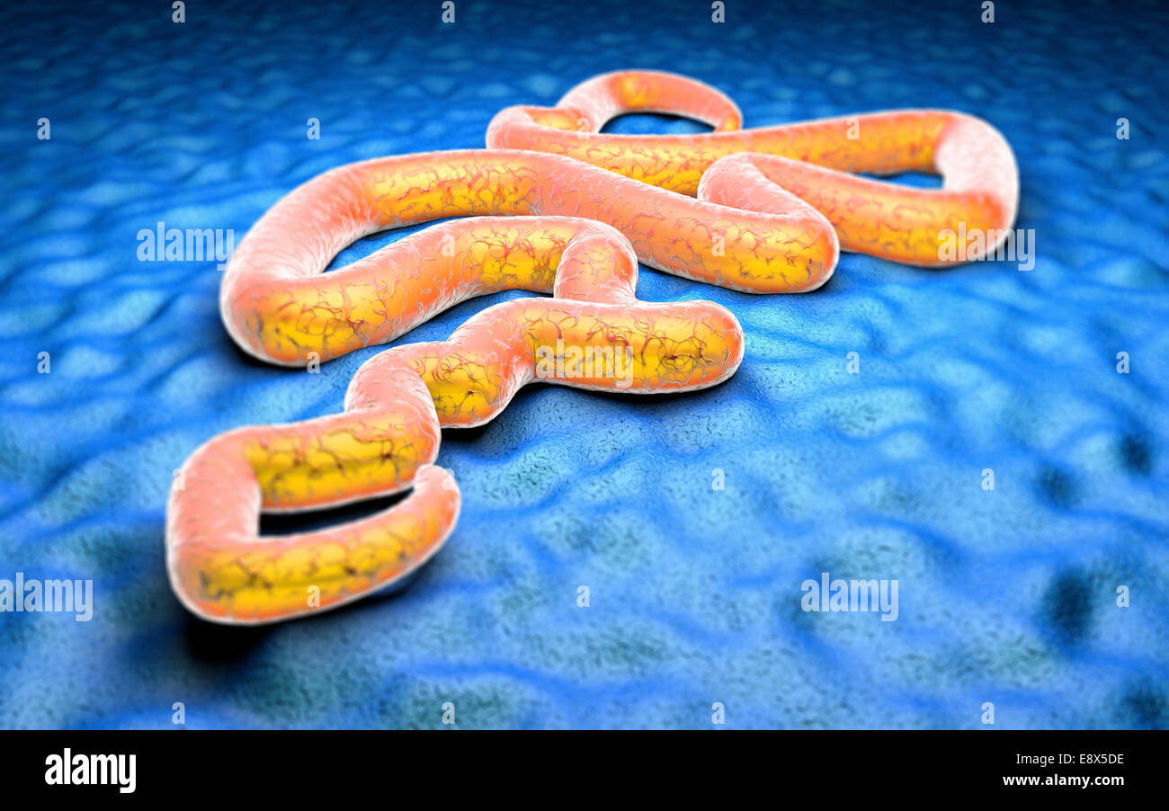 Ebola virus under a microscope danger contagion epidemic Stock Photo ...