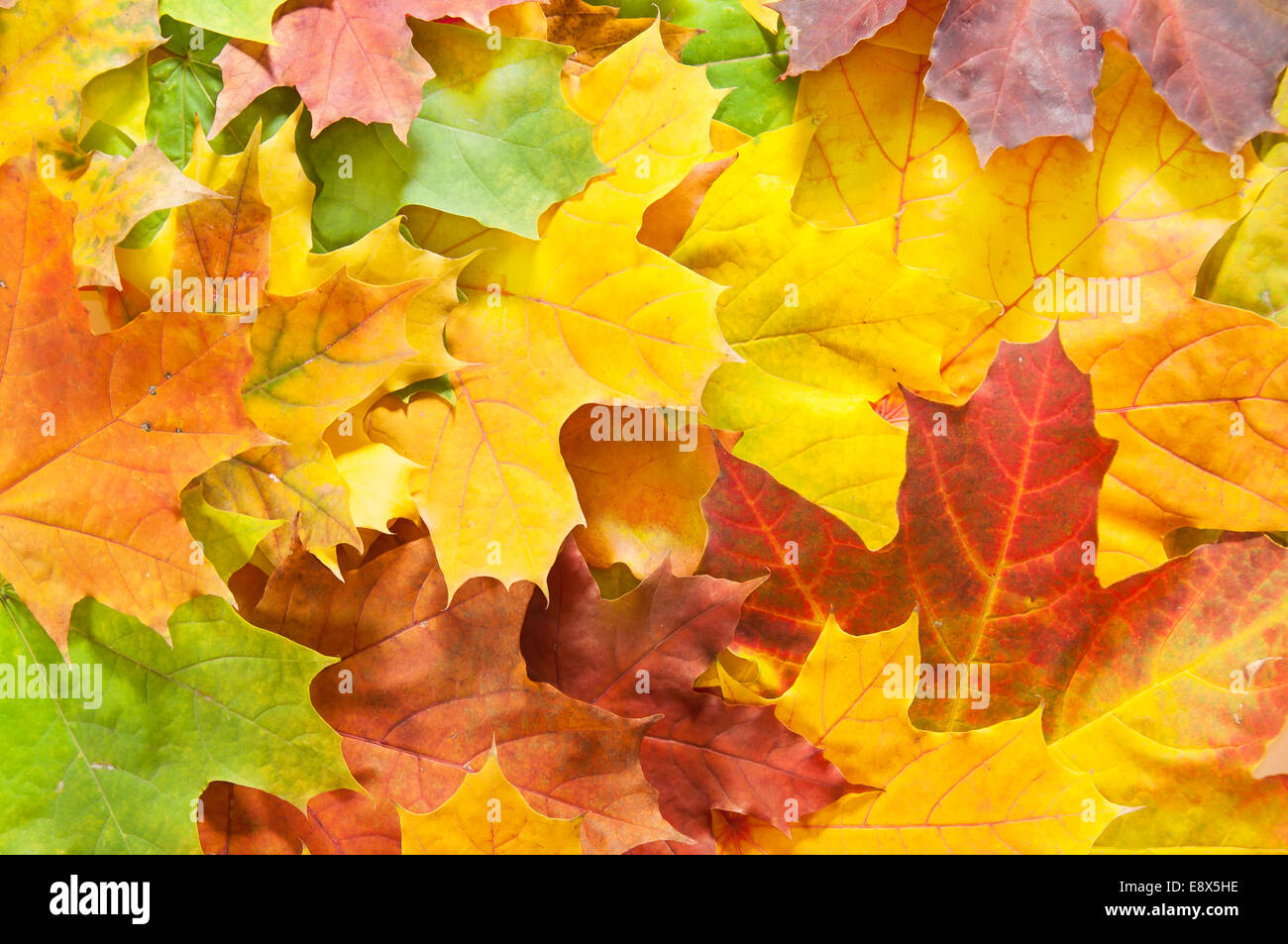 Autumn Maple Leaves Background Stock Photo - Alamy