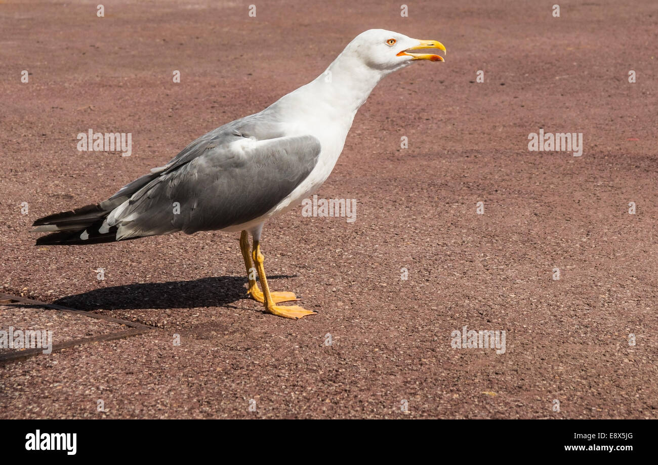 Way of the gull hi-res stock photography and images - Alamy