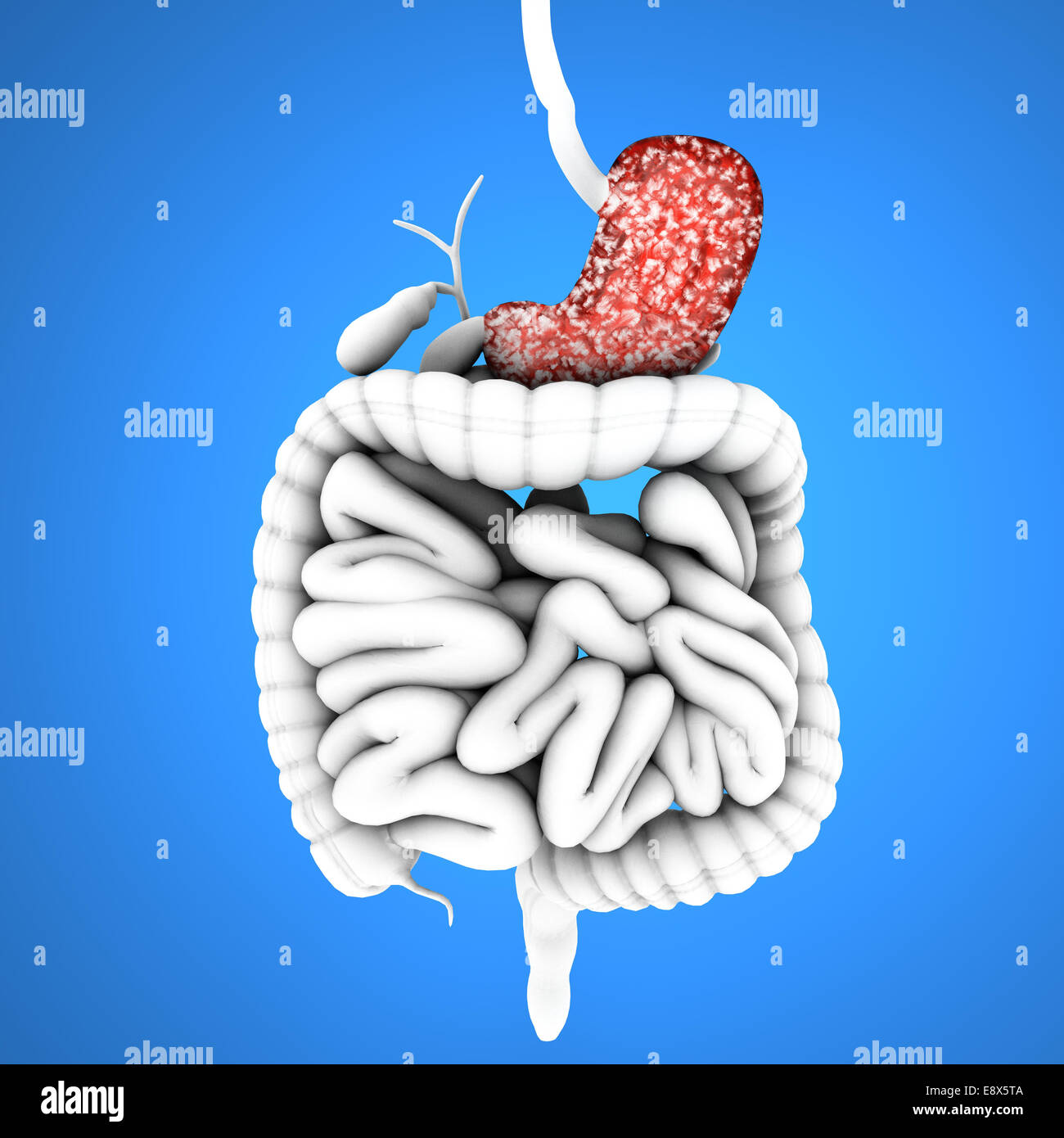3D Digestive System on blue background, digestive tract, stomach and ...