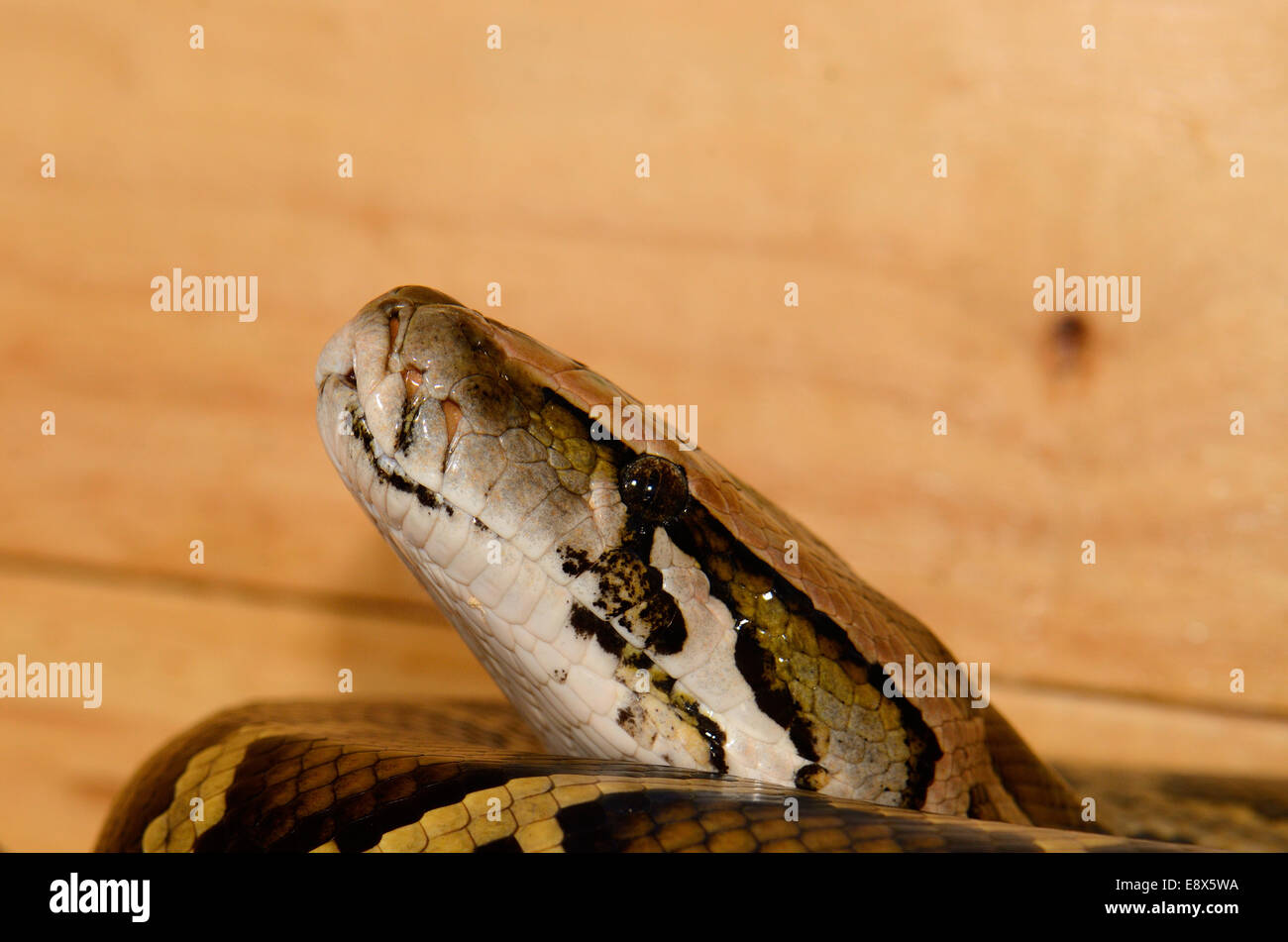 beautiful Burmese Python (Python bivittatus) sleeping in terrarium ...