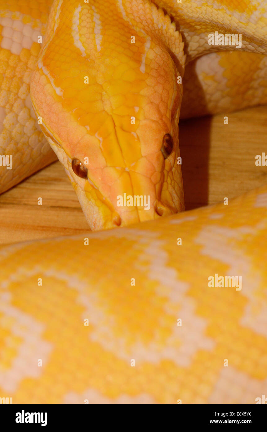 beautiful albino Burmese Python (Python bivittatus) sleeping in ...