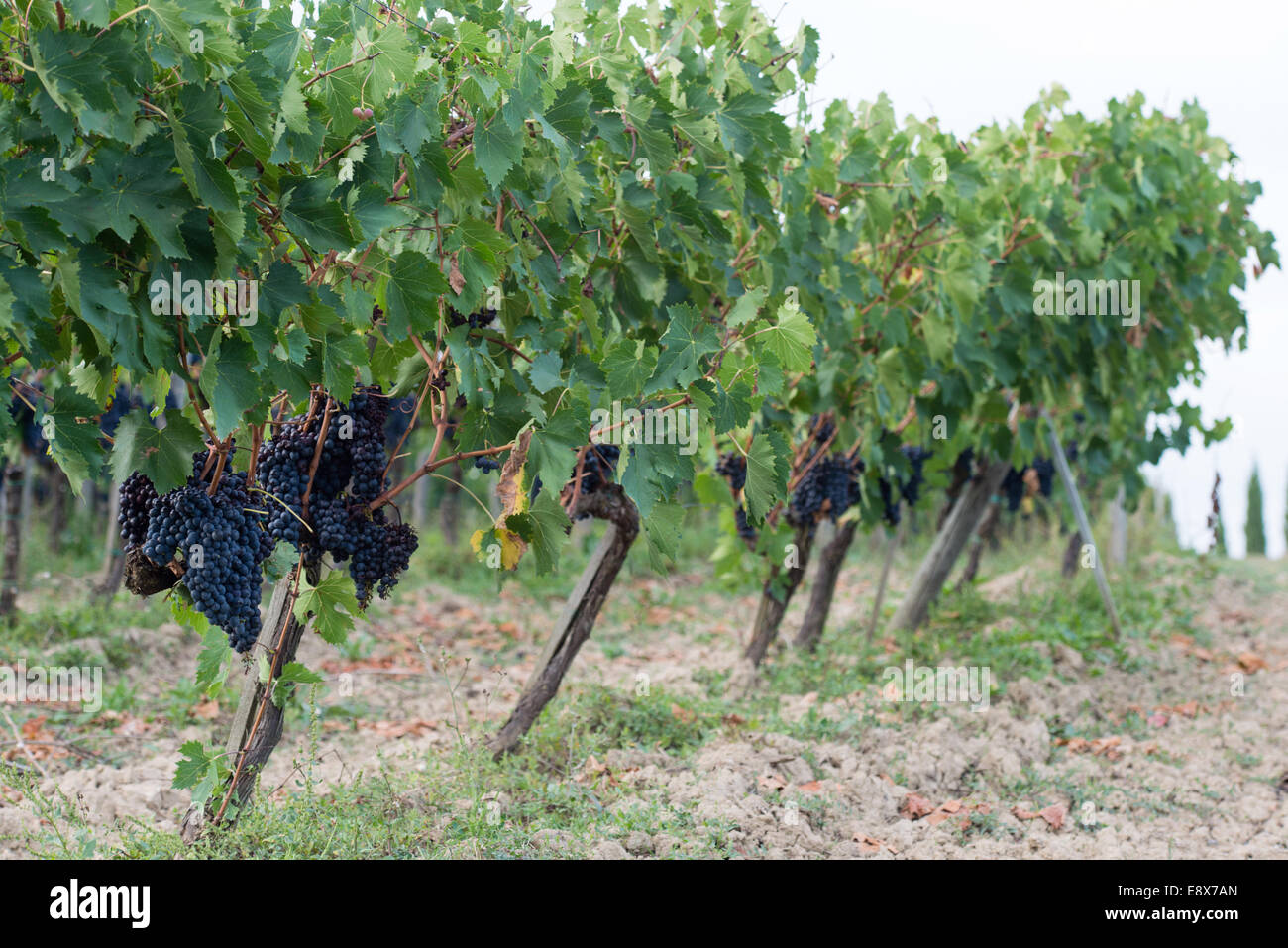 Vineyards full of ripe grapes in rows Stock Photo - Alamy