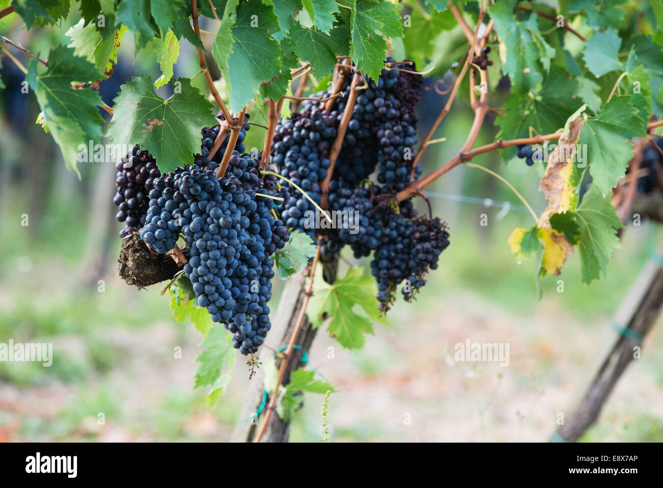 Ripe grapes in fall Stock Photo - Alamy