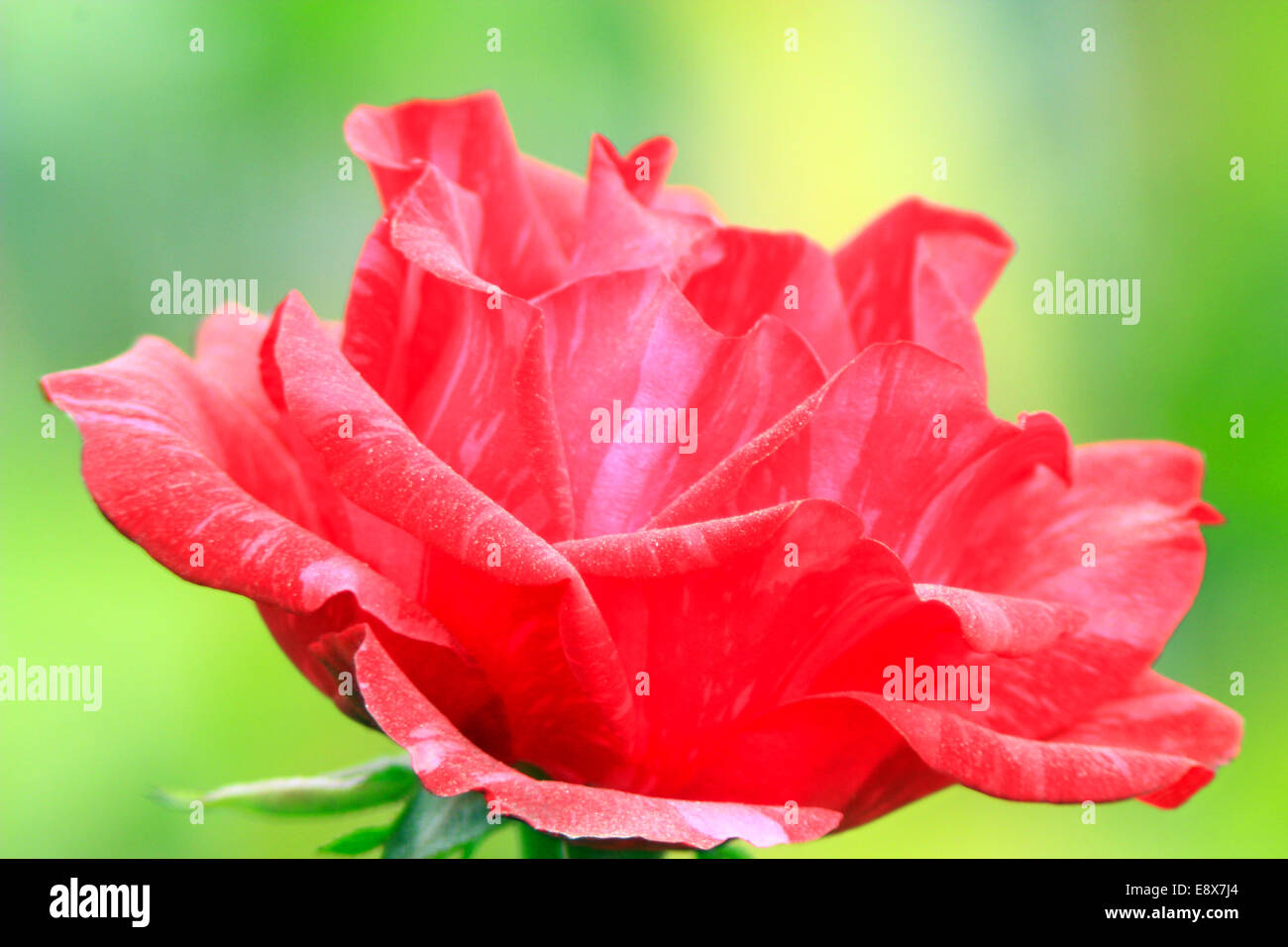 Beautiful scarlet rose on hi-res stock photography and images - Alamy