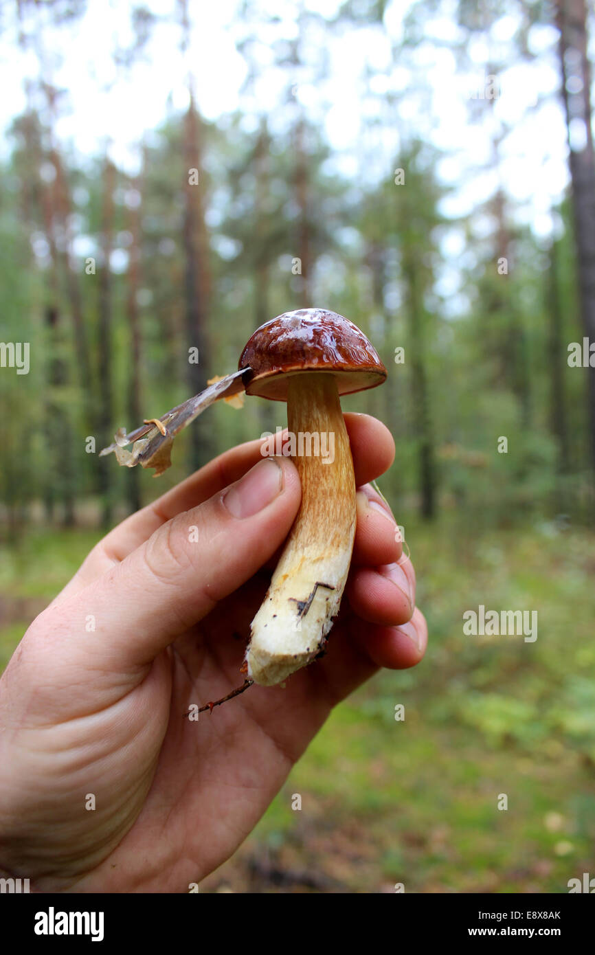 Bolet mushroom hi-res stock photography and images - Alamy