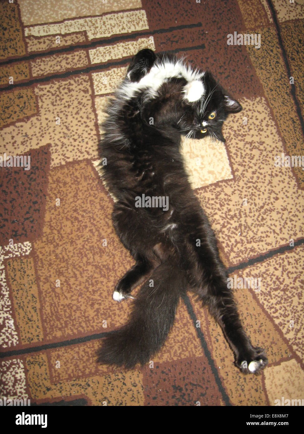 Black cat lolling on carpet hi-res stock photography and images - Alamy