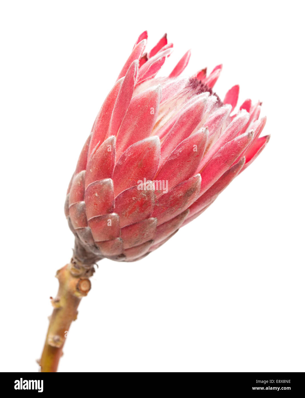 Protea pink flower in Cut Out Stock Images & Pictures - Alamy