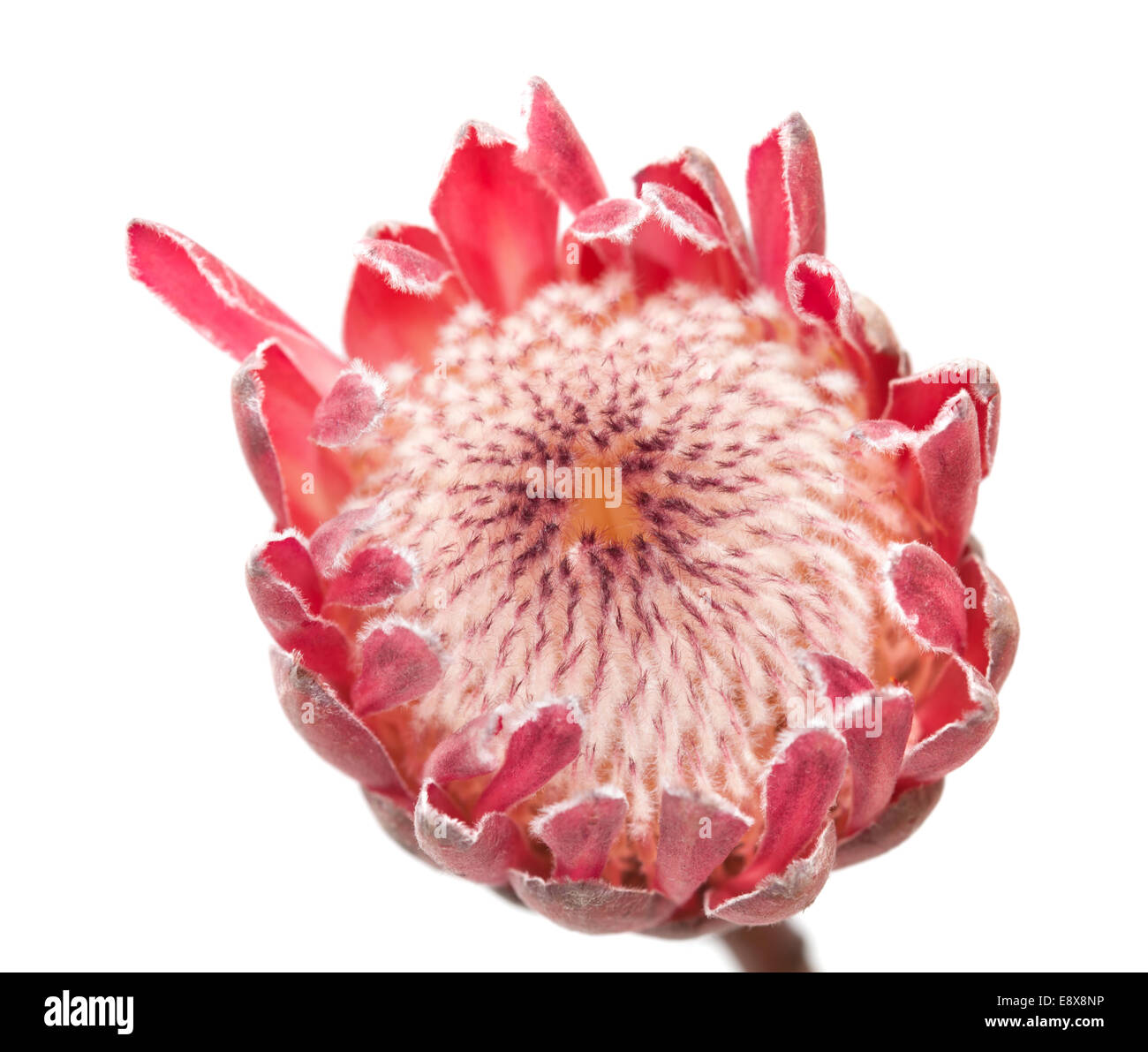 Protea pink flower in Cut Out Stock Images & Pictures - Alamy