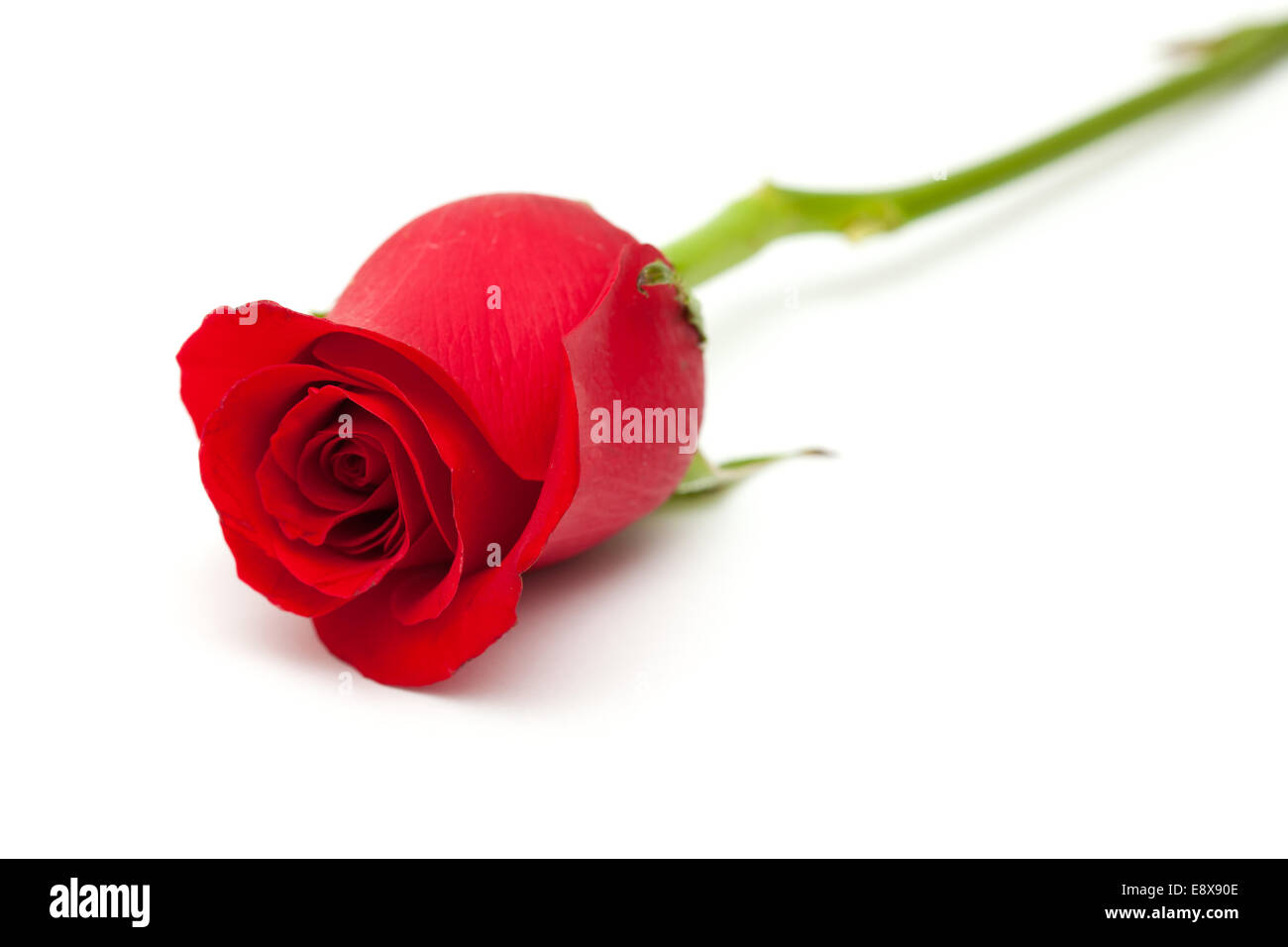 Single red rose cut out bud hi-res stock photography and images - Alamy