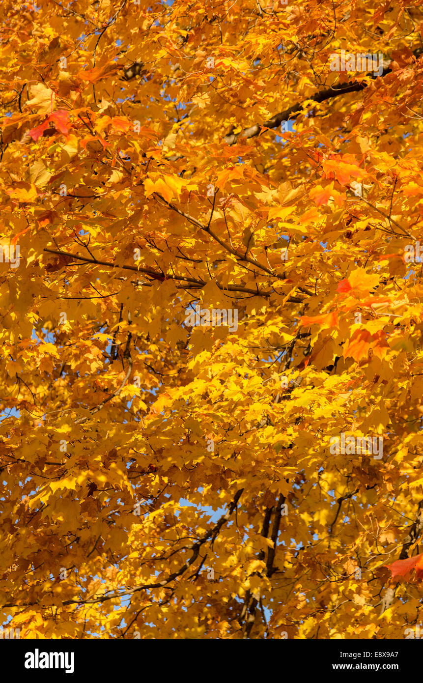 Backdrop of vibrant leaves hi-res stock photography and images - Alamy