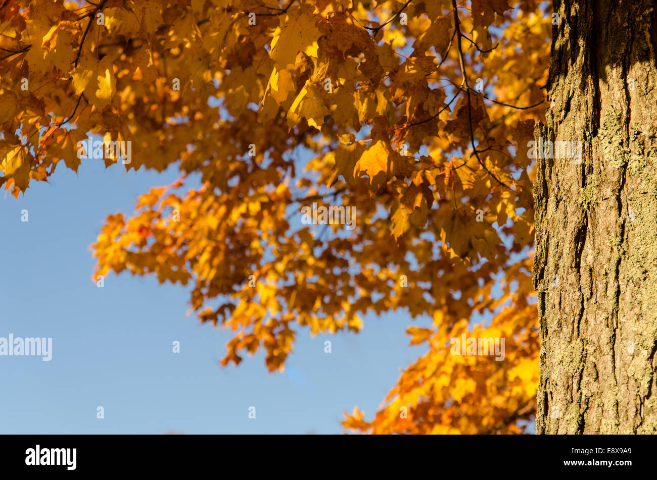 Vibrant fall tree branch hi-res stock photography and images - Alamy