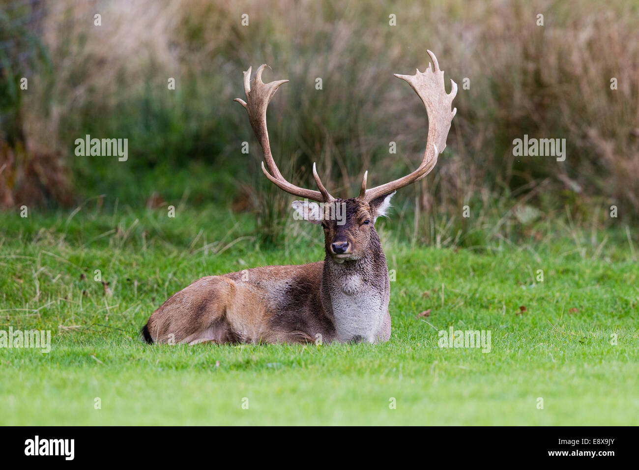 Fallow deer buck just before the rut starts, Margam Park Stock Photo ...