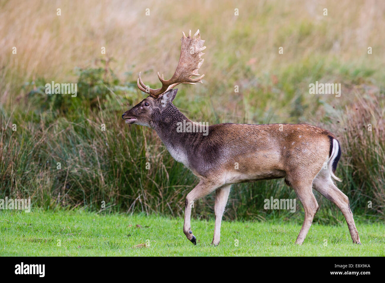 Fallow deer buck just before the rut starts, Margam Park Stock Photo ...