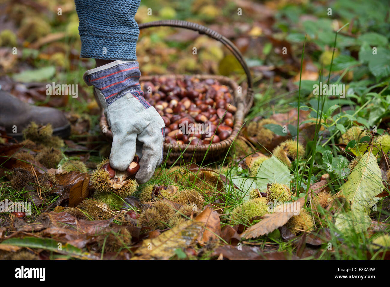 Castanea sativa sweet chestnuts woodland uk hi-res stock photography ...