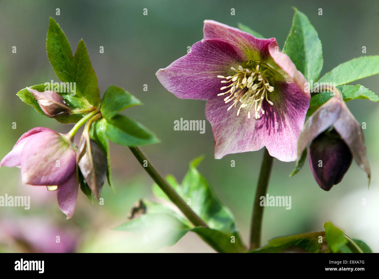 Hellebore, Helleborus Christmas Rose Hellebores Stock Photo - Alamy