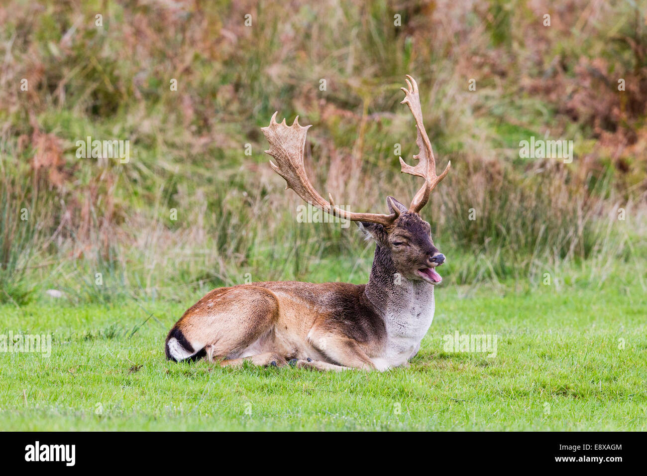 Fallow deer buck just before the rut starts, Margam Park Stock Photo ...